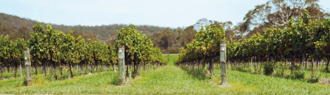 Vine Clips - Centaur Cellars